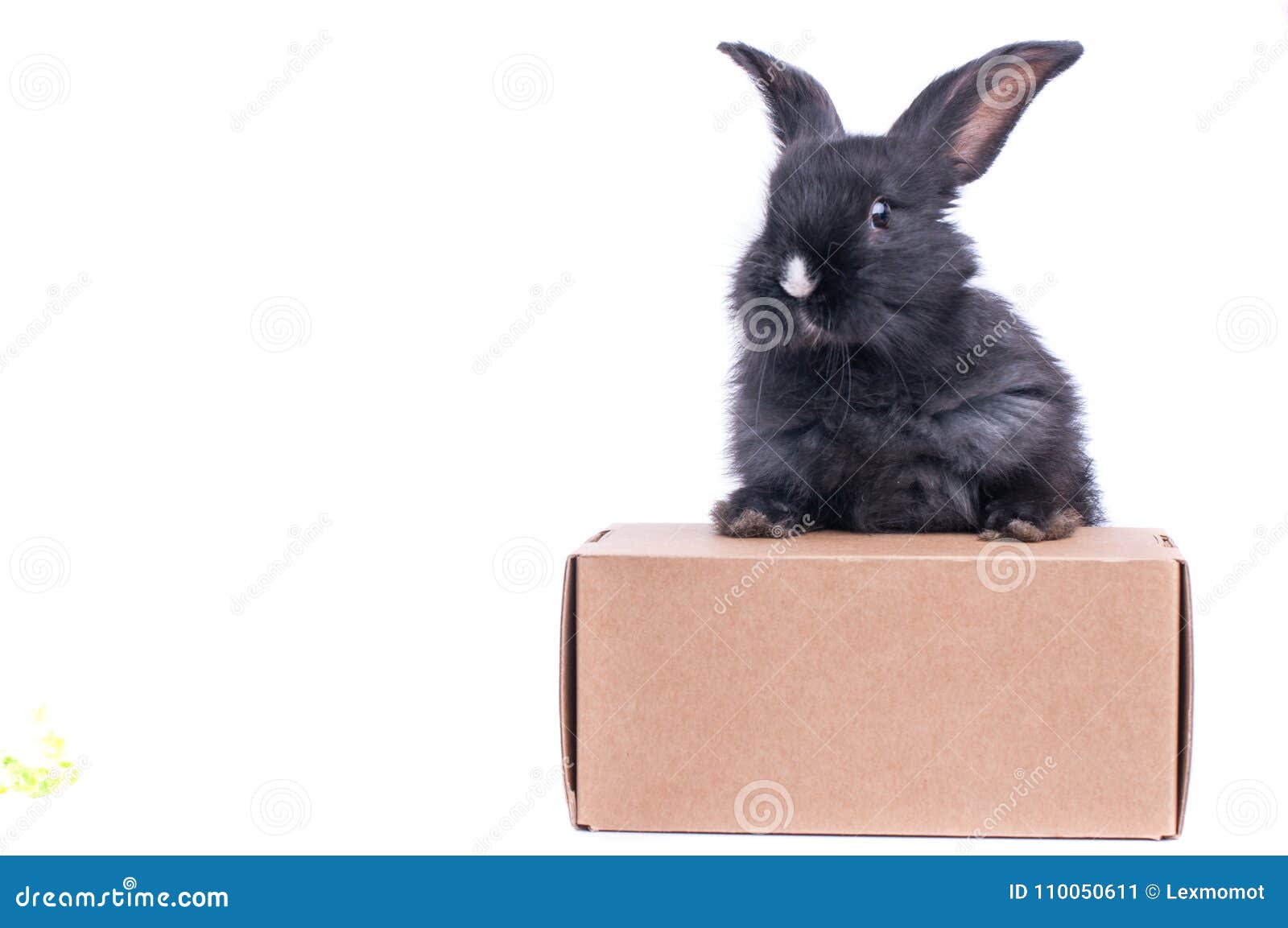 Black Rabbit in a Box Isolated on a White Background Stock Image ...