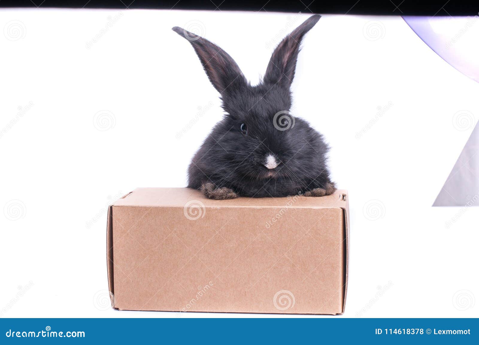 Black Rabbit in a Box Isolated on a White Background Stock Photo ...