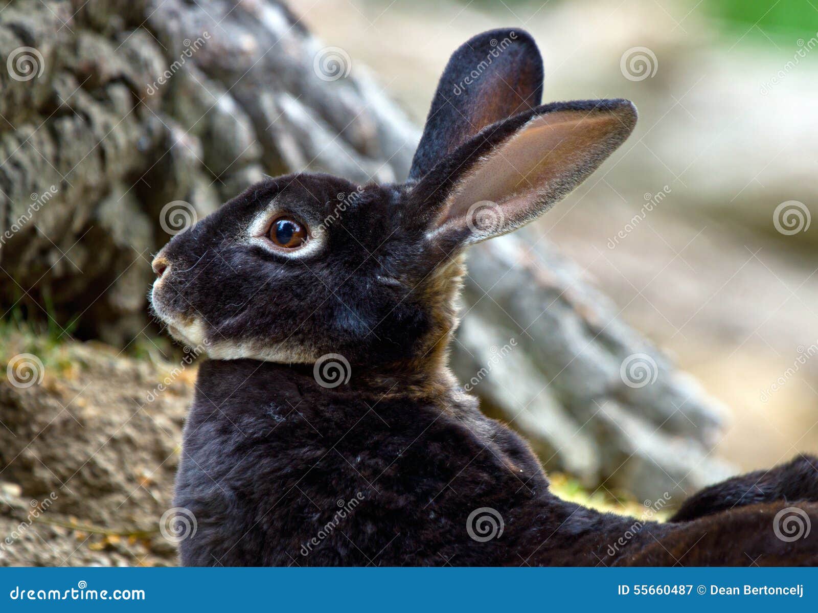 Black rabbit stock image. Image of small, black, white - 55660487