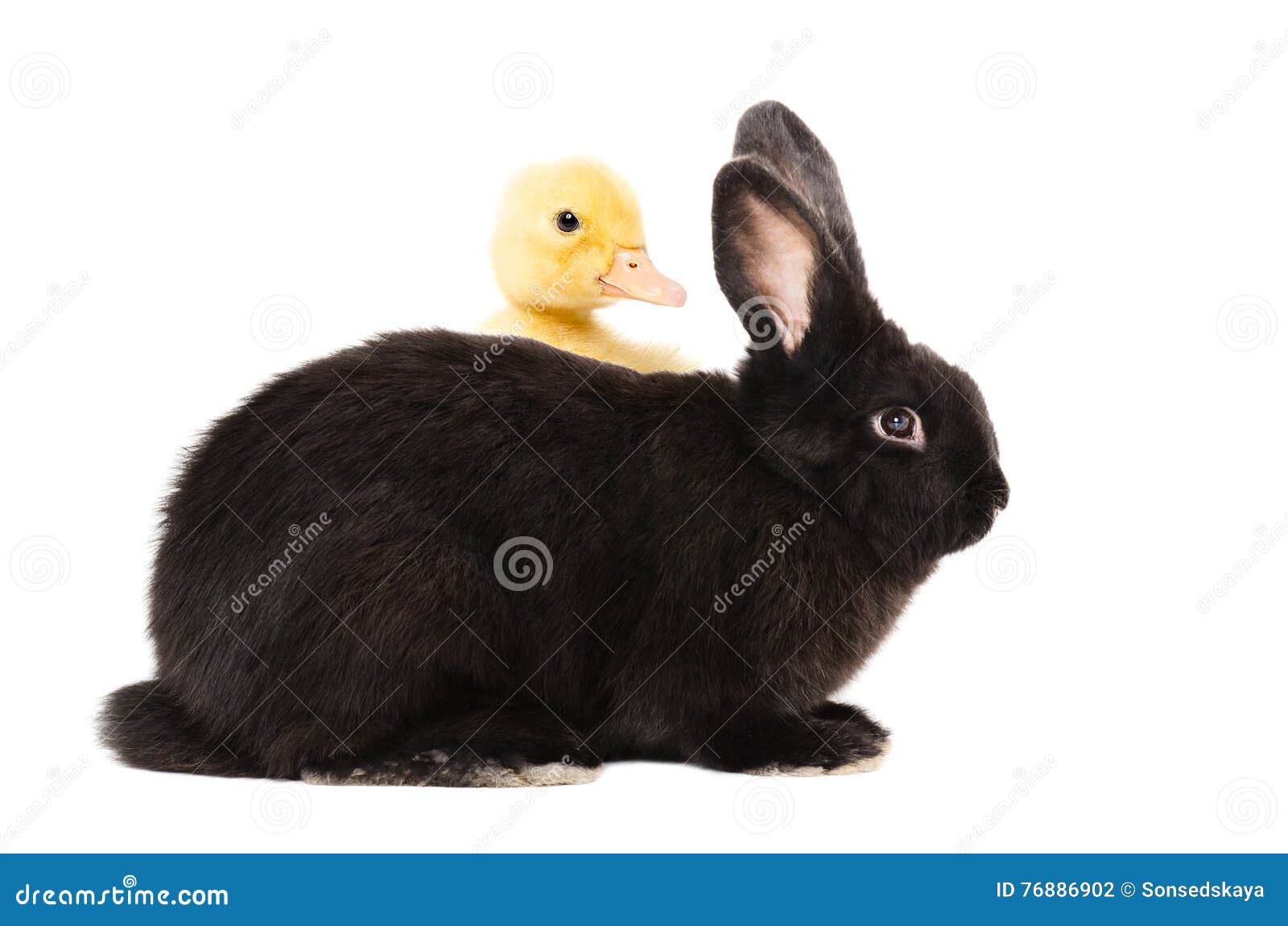 Rabbit And Duckling Stock Photography | CartoonDealer.com #187290200