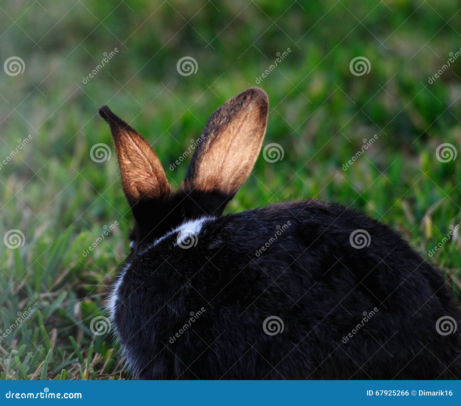 Black rabbit ears stock photo. Image of field, meadow - 67925266