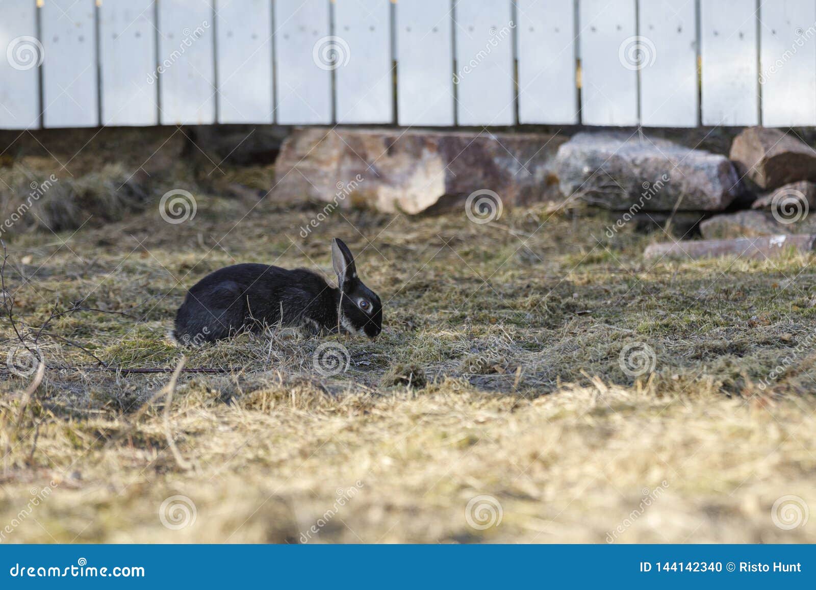 Black Rabbit Eats Grass on a Field Stock Photo - Image of wildlife ...