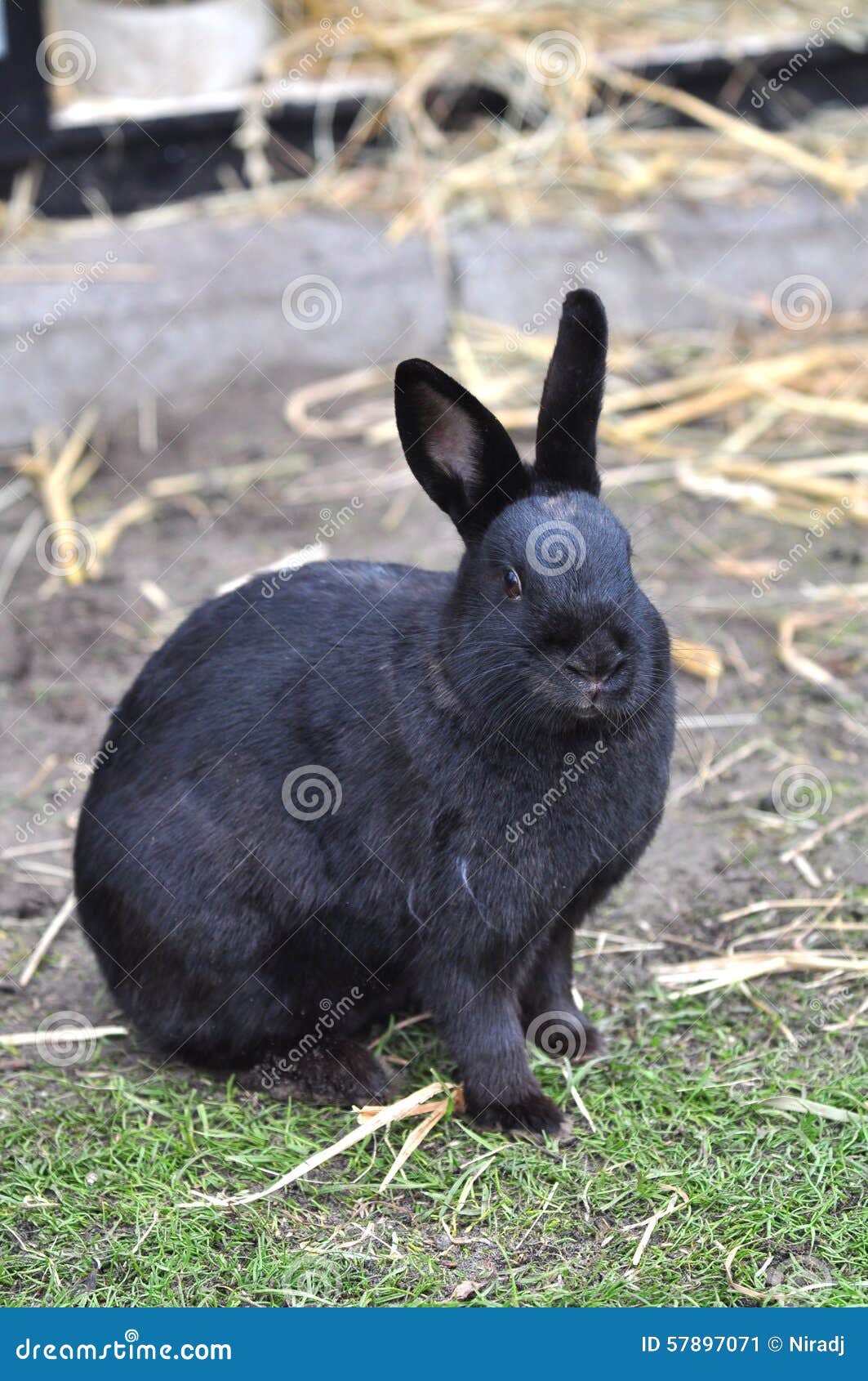Black rabbit in a farm stock image. Image of tame, black - 57897071