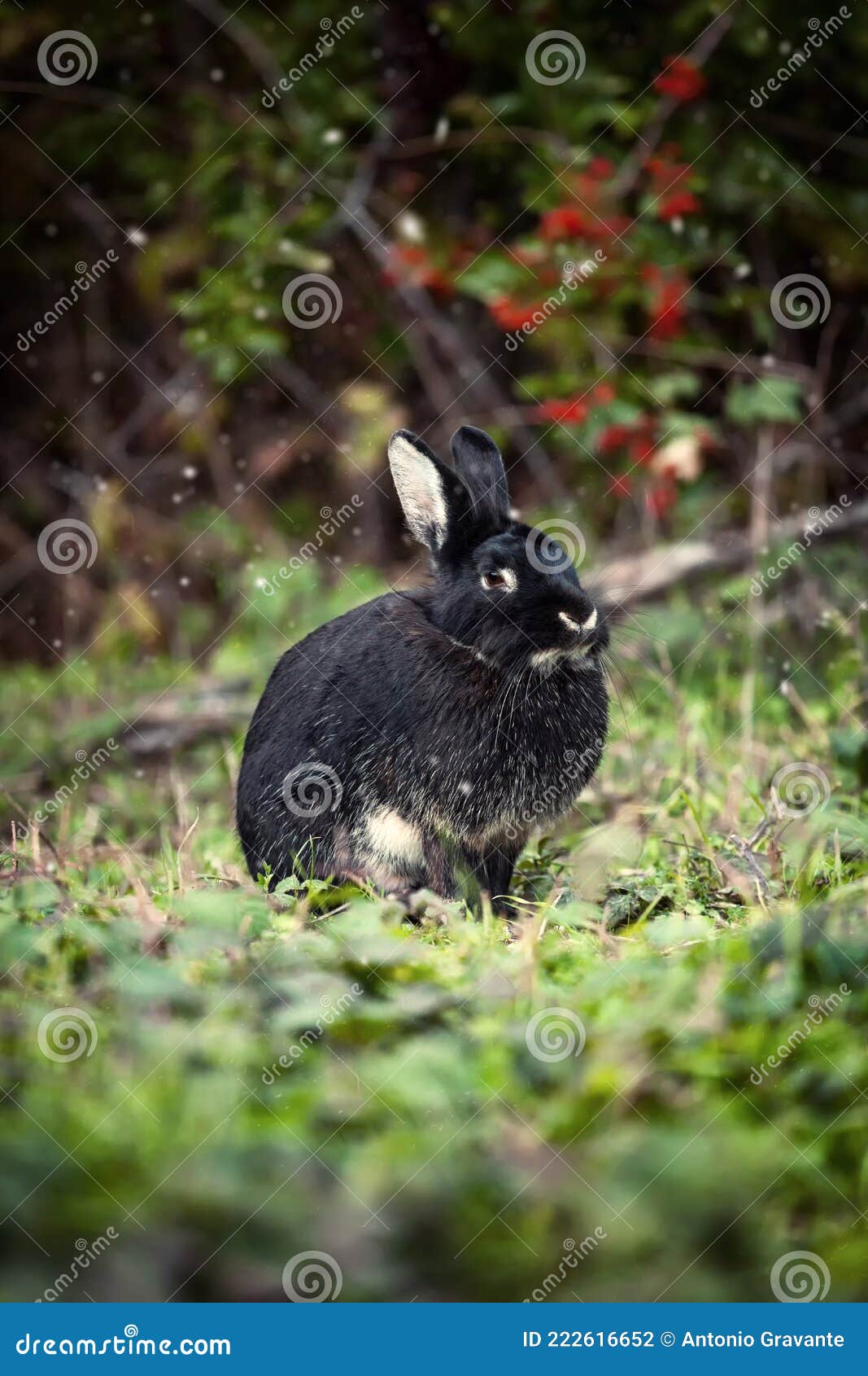 Black Rabbit in the Forest, Magical Atmosphere Stock Photo - Image of ...
