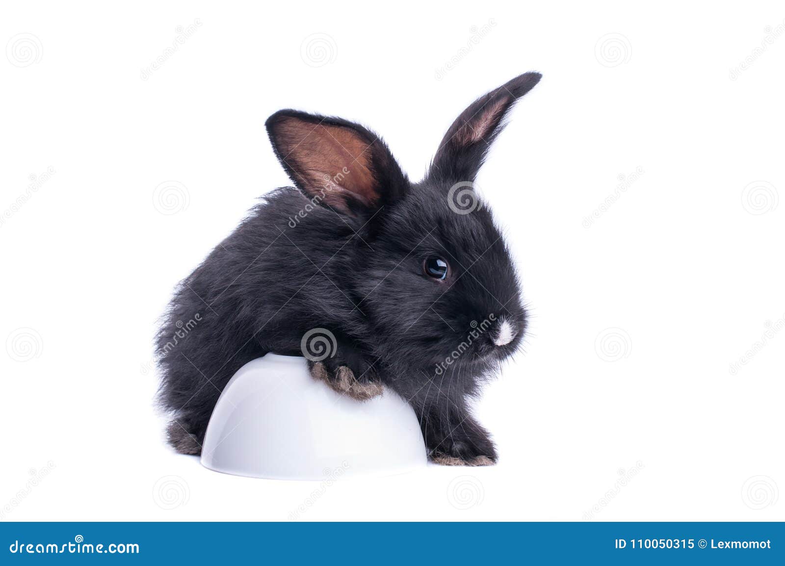 Black Rabbit in Front of White Background Stock Image - Image of farm ...