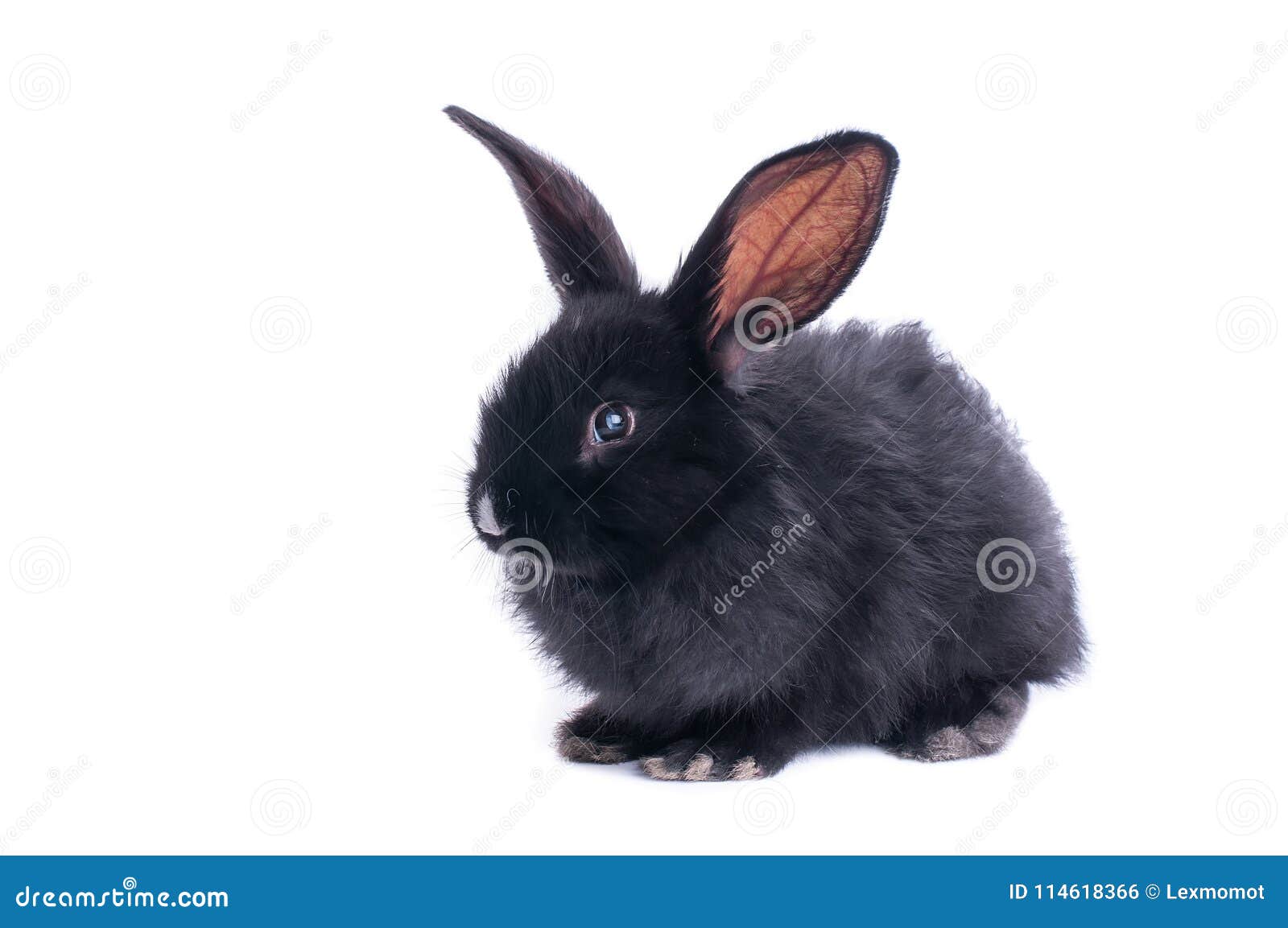 Black Rabbit in Front of White Background Stock Photo - Image of ...