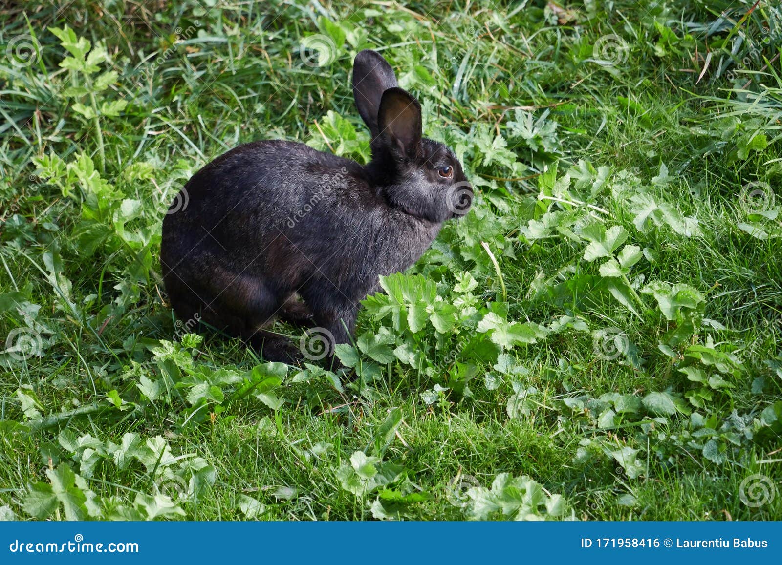 Black Rabbit stock photo. Image of fast, wildlife, cute - 171958416