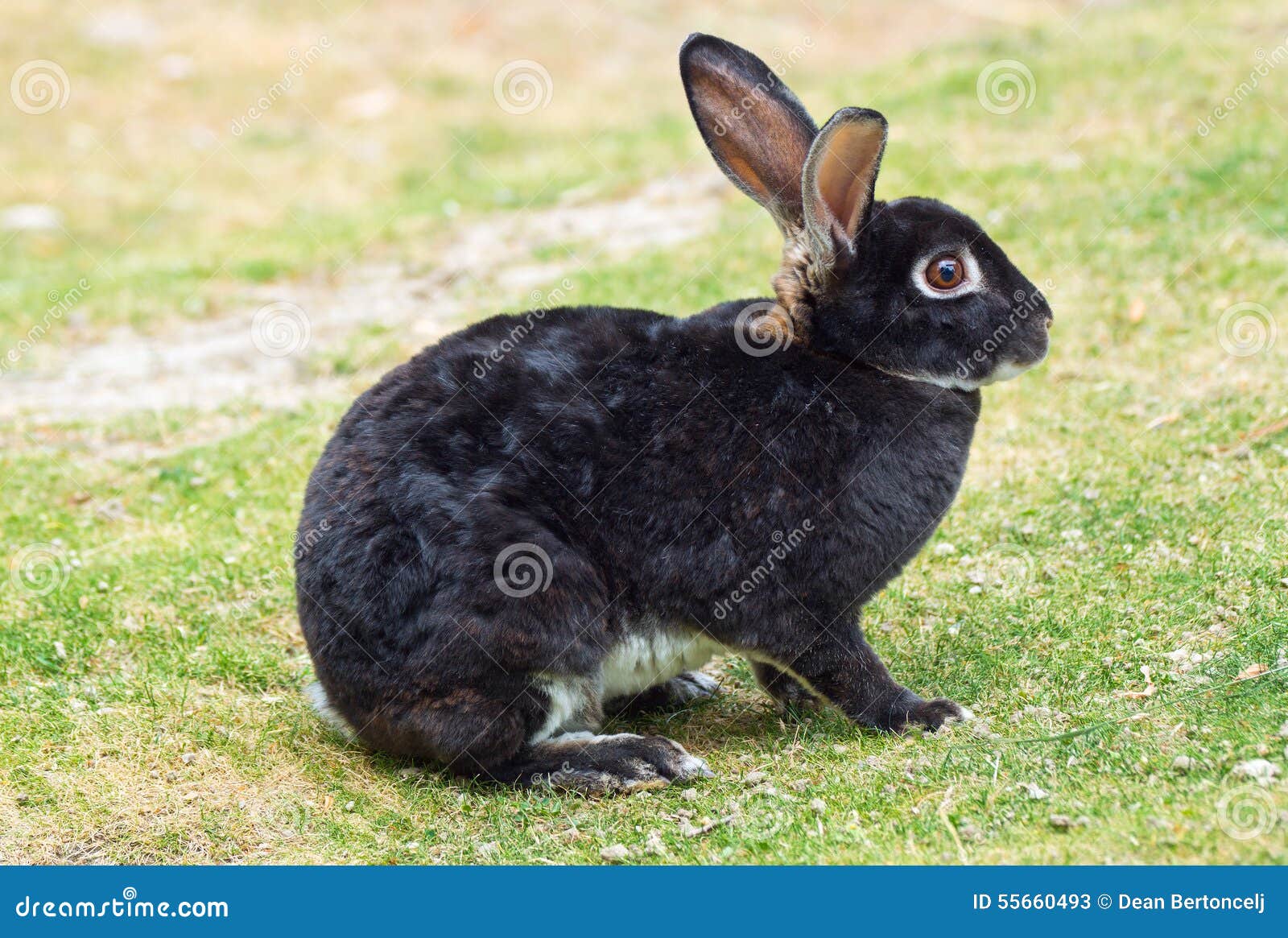 Black rabbit stock image. Image of bunny, cony, animal - 55660493