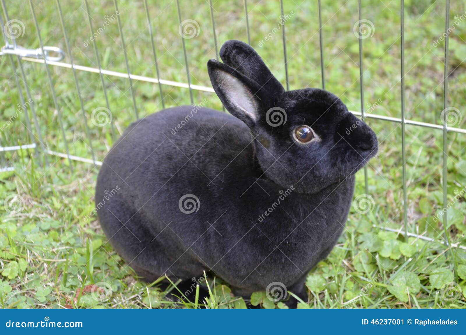 Black rabbit in the grass stock image. Image of nature - 46237001
