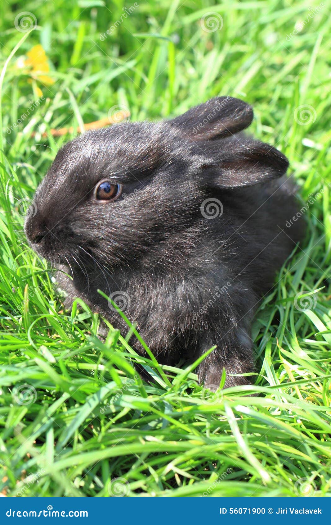 Black rabbit in grass stock photo. Image of easter, garden - 56071900