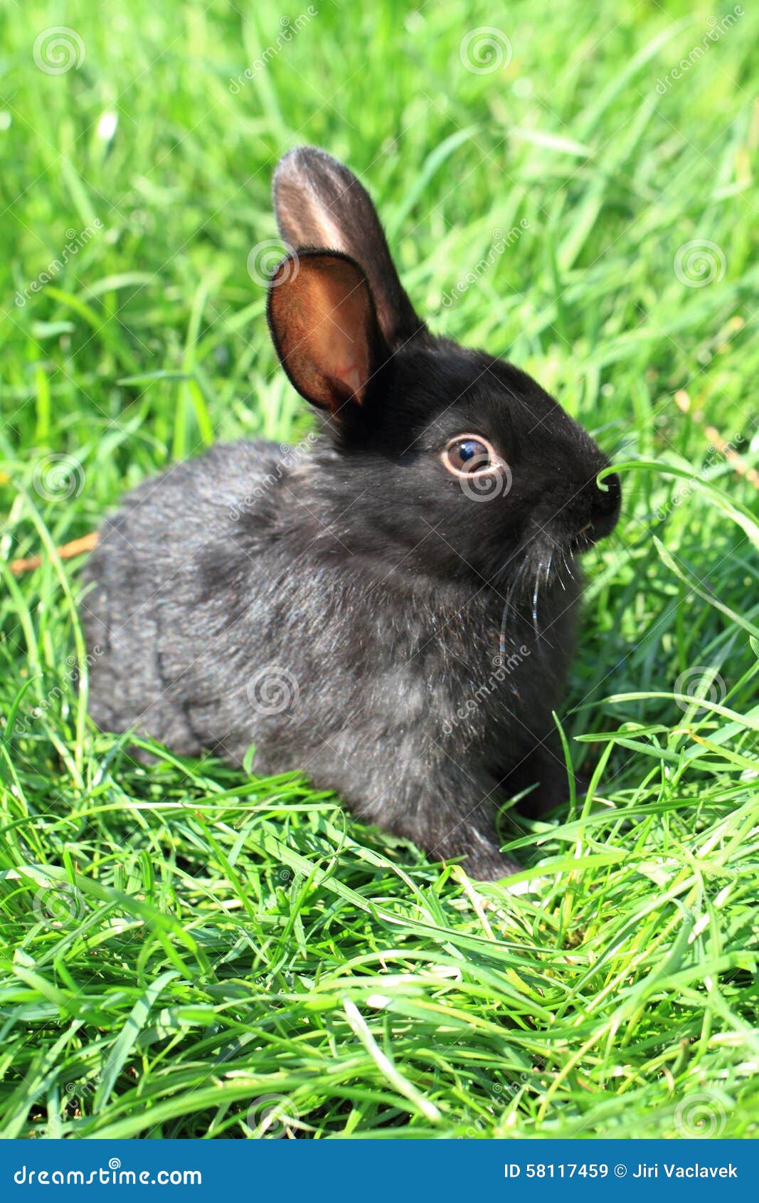 Black rabbit in grass stock image. Image of animal, nature - 58117459