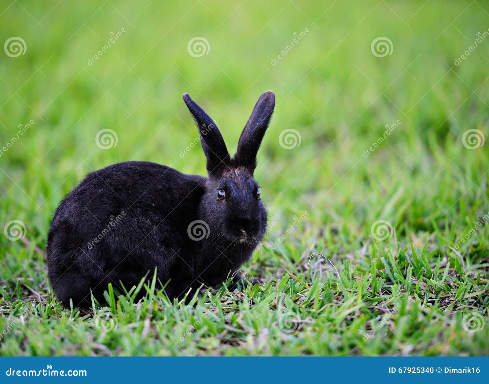 Black rabbit on grass stock photo. Image of farm, summer - 67925340