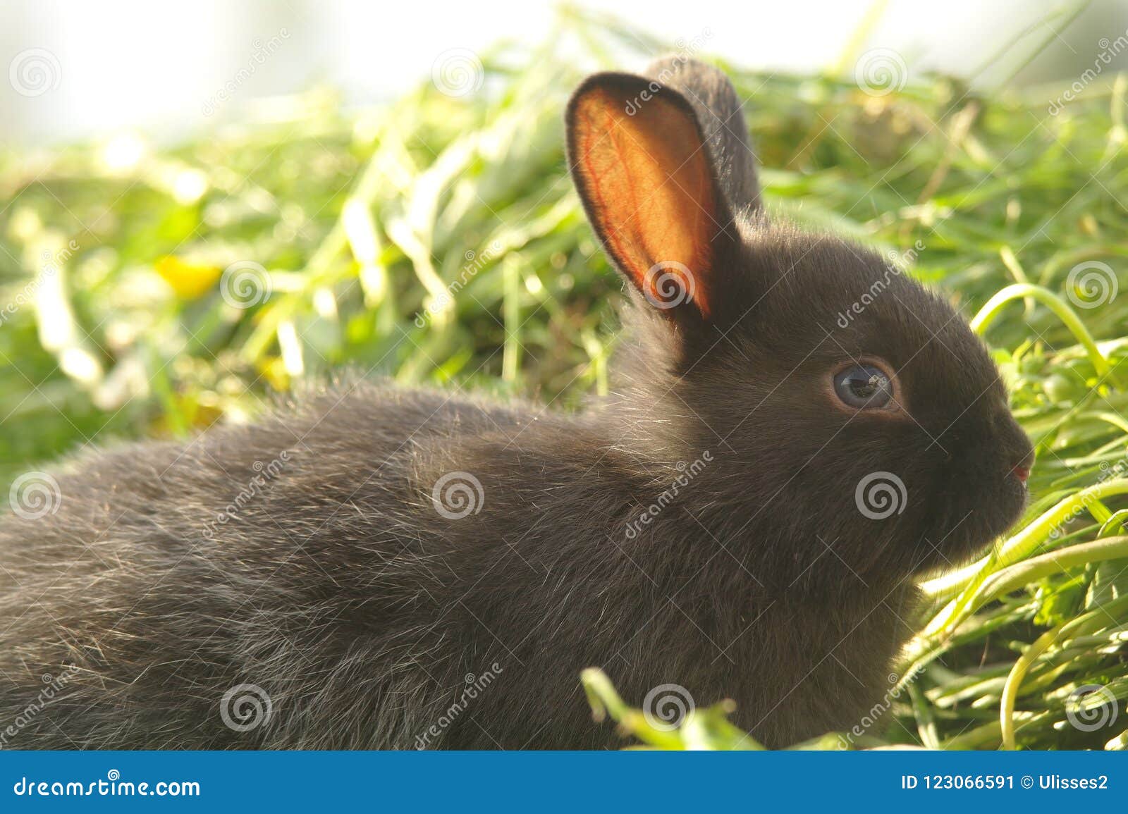 Black Rabbit on Green Grass Stock Image - Image of hare, brown: 123066591