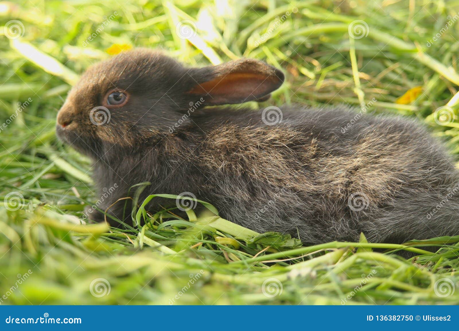 Black Rabbit on Green Grass Stock Photo - Image of nature, animal ...