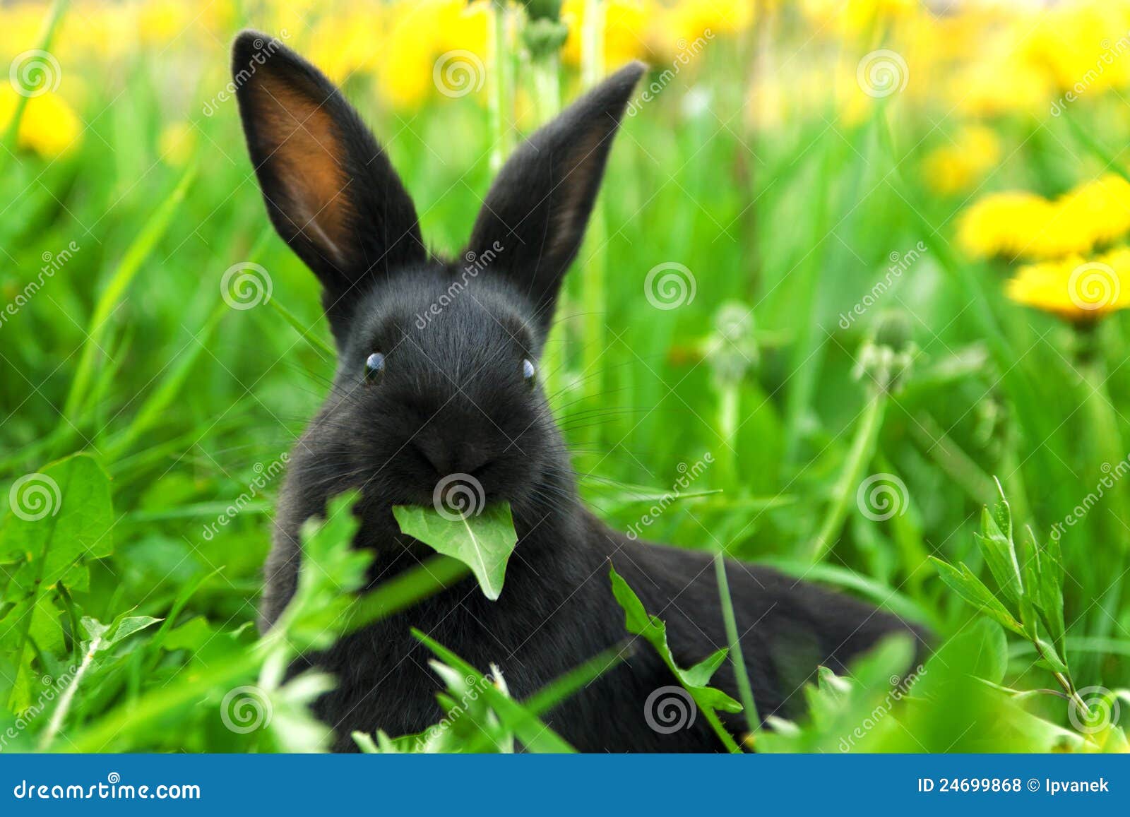 Black Rabbit in Green Grass Stock Photo - Image of ears, wallpaper ...
