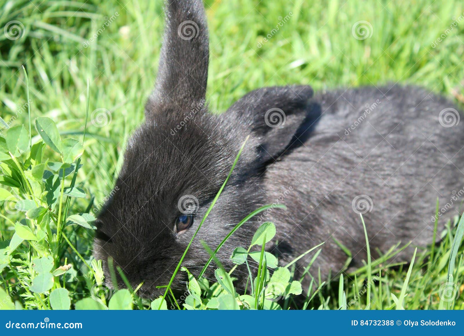 Black Rabbit in Green Grass Stock Photo - Image of green, fauna: 84732388