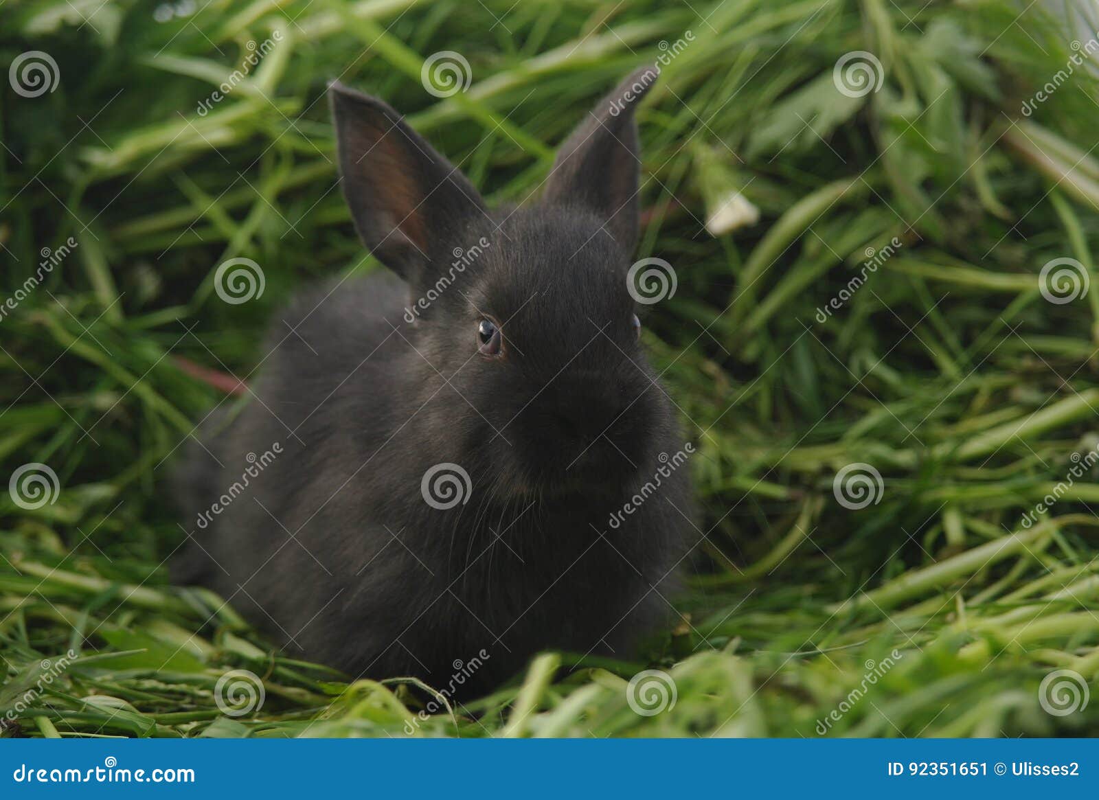 Black Rabbit on Green Grass Stock Image - Image of agricultural, easter ...