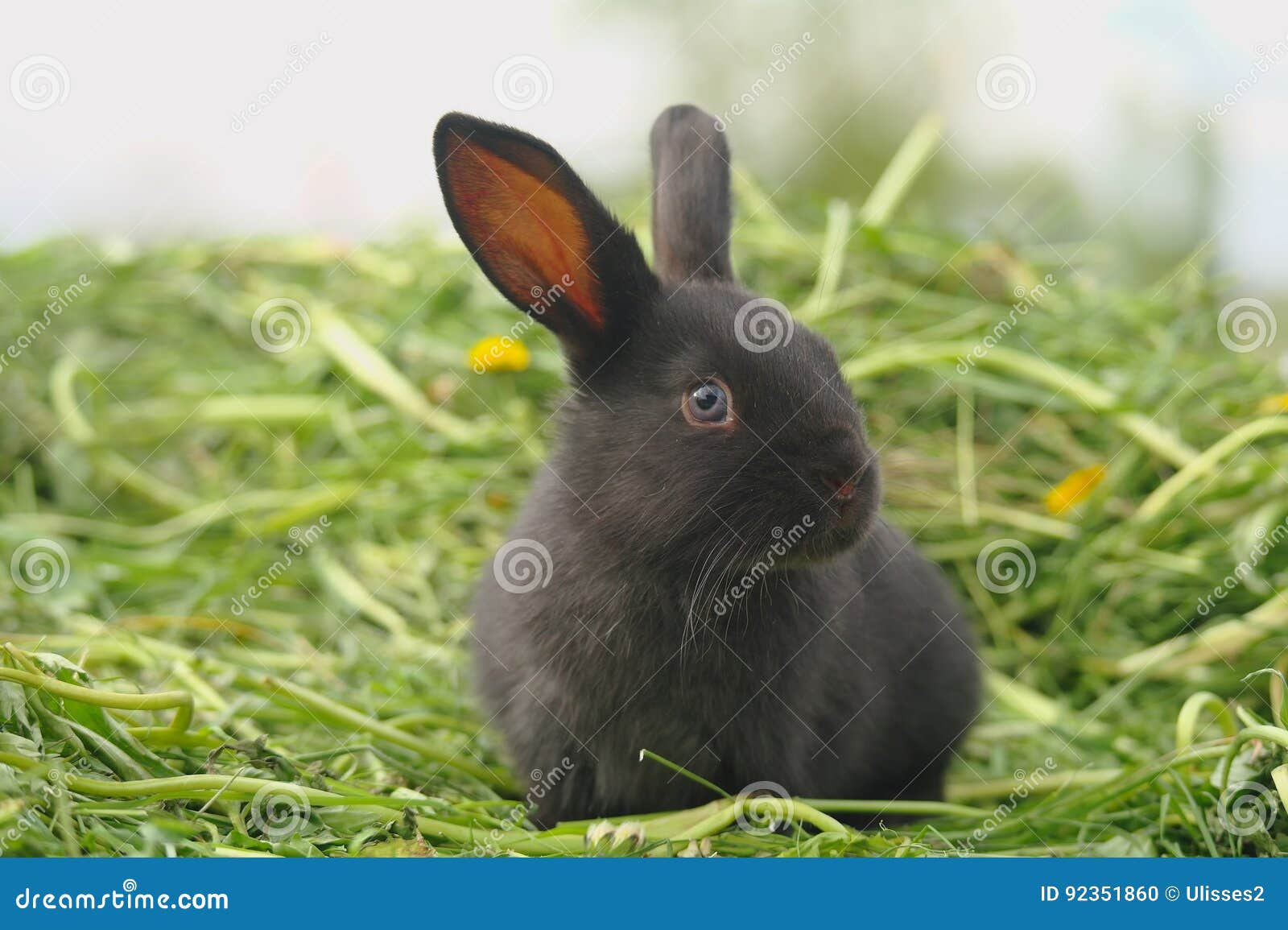 Black Rabbit on Green Grass Stock Photo - Image of color, countryside ...