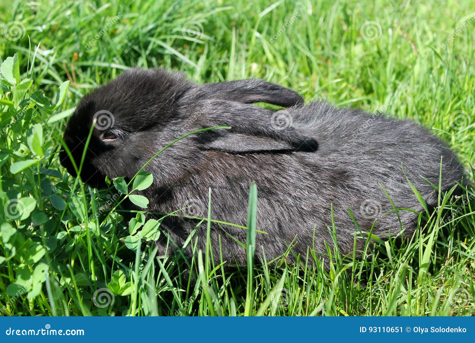 Black Rabbit in Green Grass Stock Image - Image of hare, happy: 93110651