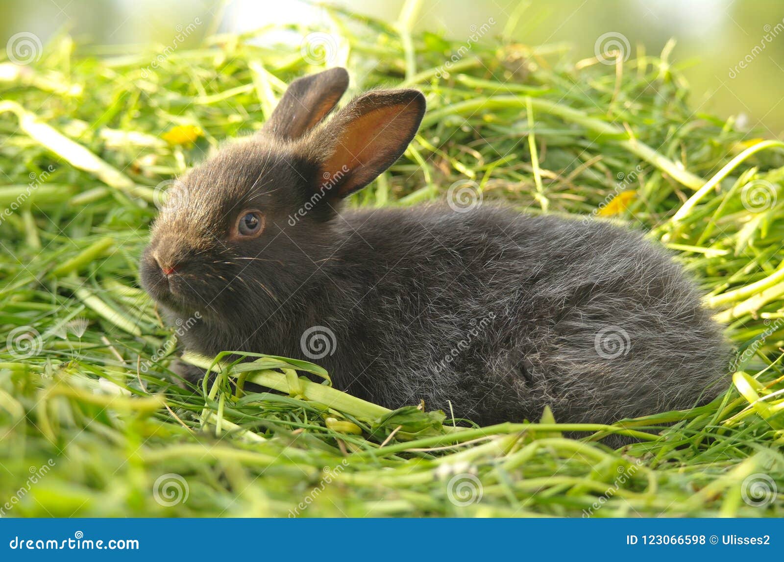 Black Rabbit on Green Grass Stock Photo - Image of domestic, black ...