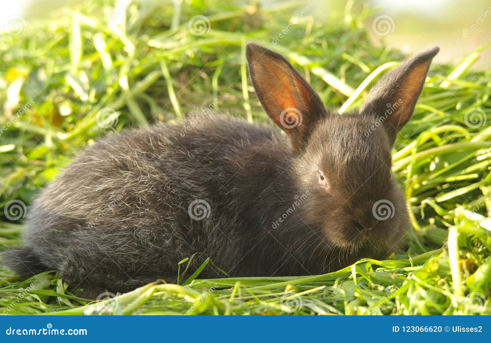 Black Rabbit on Green Grass Stock Photo - Image of farm, green: 123066620