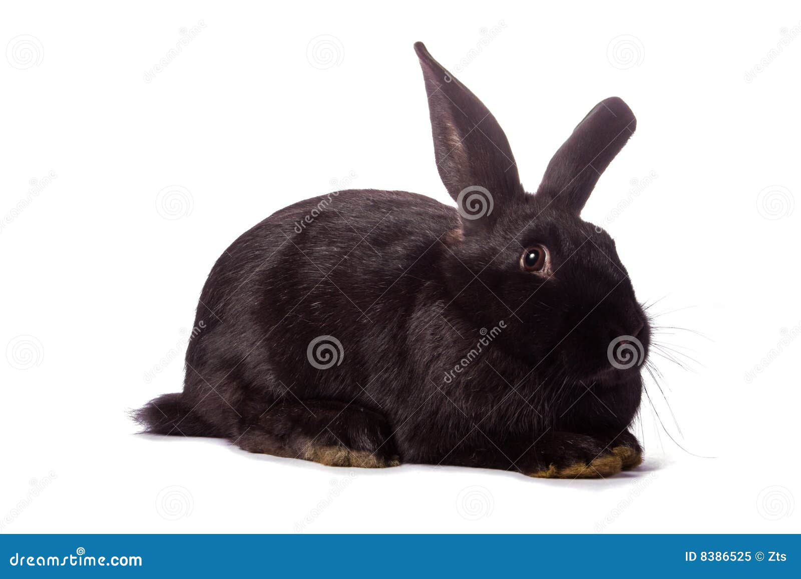 Black Bunnies