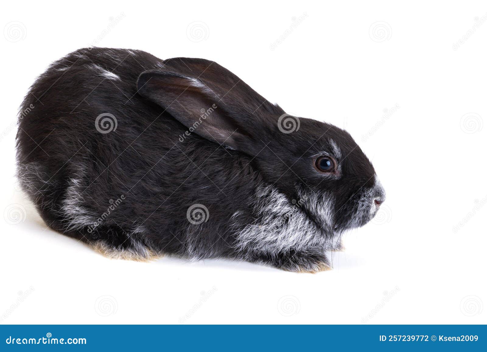 Black rabbit isolated stock photo. Image of celebration - 257239772