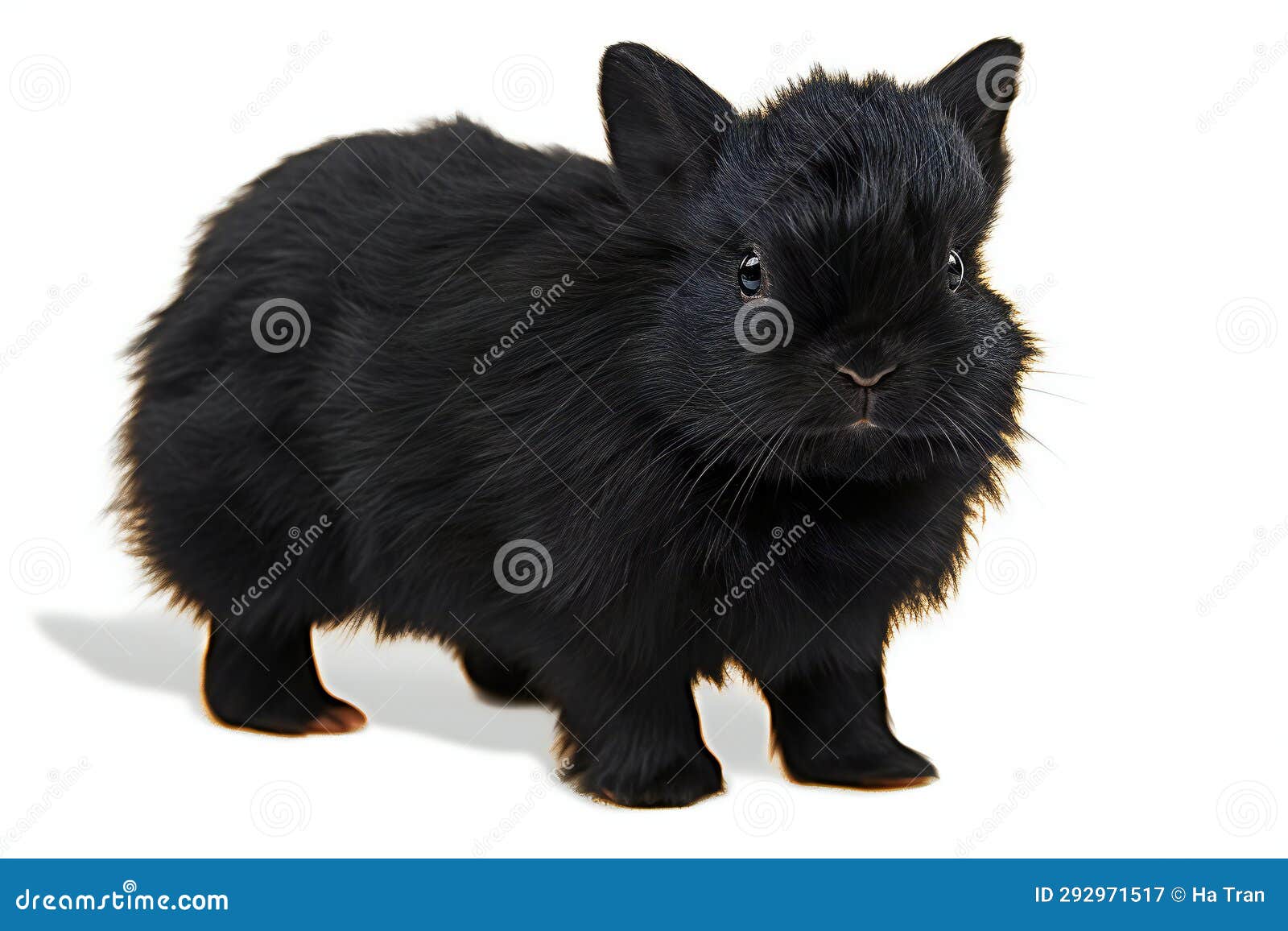Black Rabbit Isolated on White Background, Easter Bunny, Black Rabbit ...