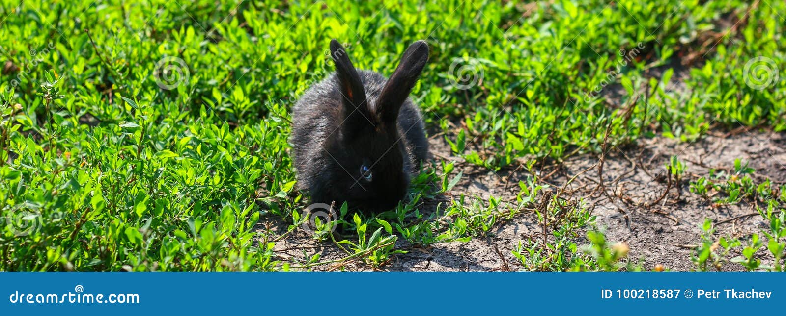 Black Rabbit in Green Grass Stock Image - Image of cute, black: 100218587