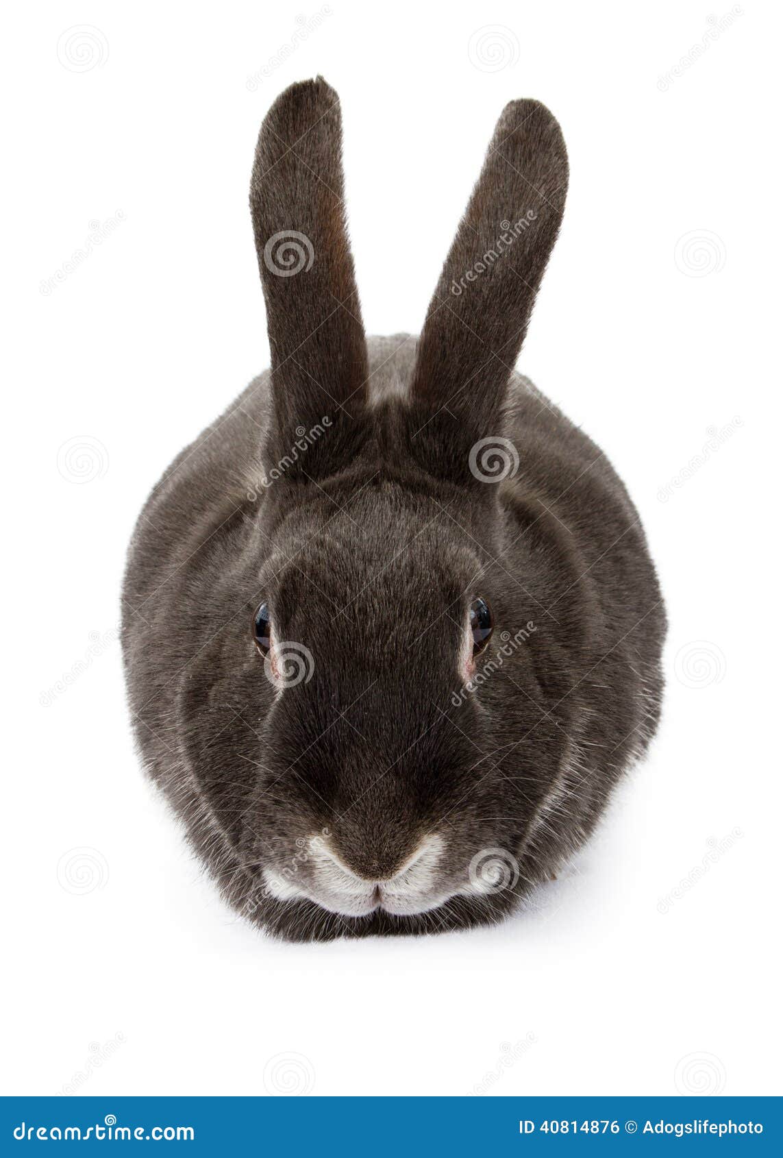 Black Rabbit Looking Forward Stock Photo - Image of isolated, studio ...