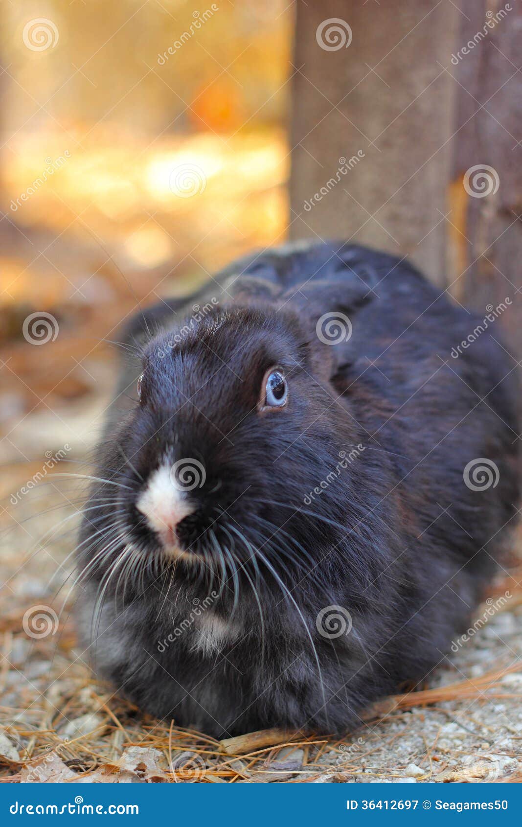 Black Rabbit in the nature stock image. Image of hair - 36412697