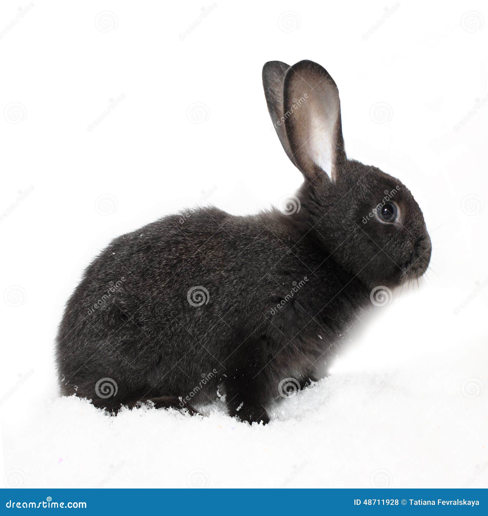 Black rabbit stock photo. Image of ears, nature, black - 48711928