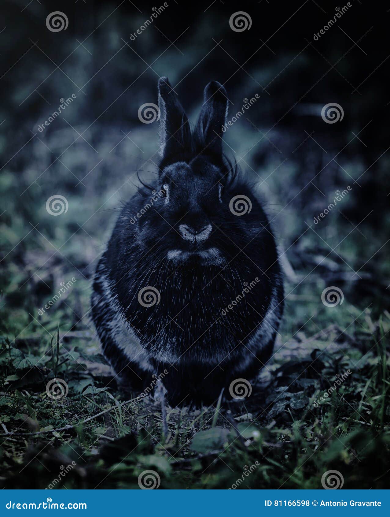 Black Rabbit Photographed at Nigh Stock Photo - Image of rodent ...