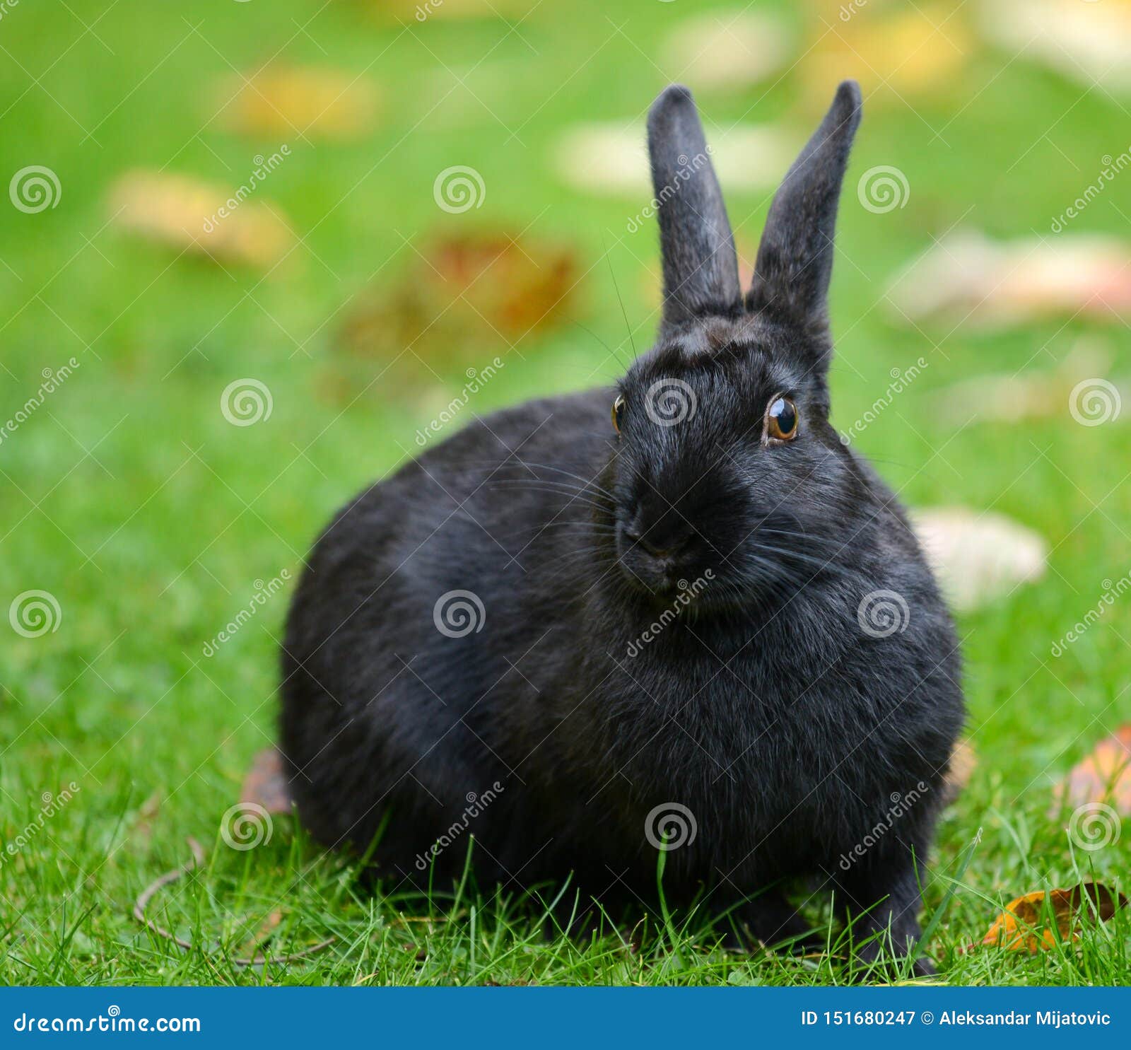 Black rabbit portrait stock image. Image of cony, green - 151680247
