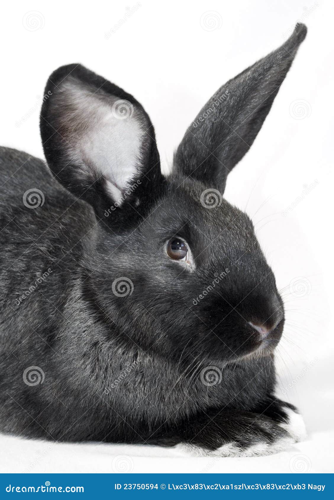 Black rabbit portrait stock photo. Image of look, animal - 23750594