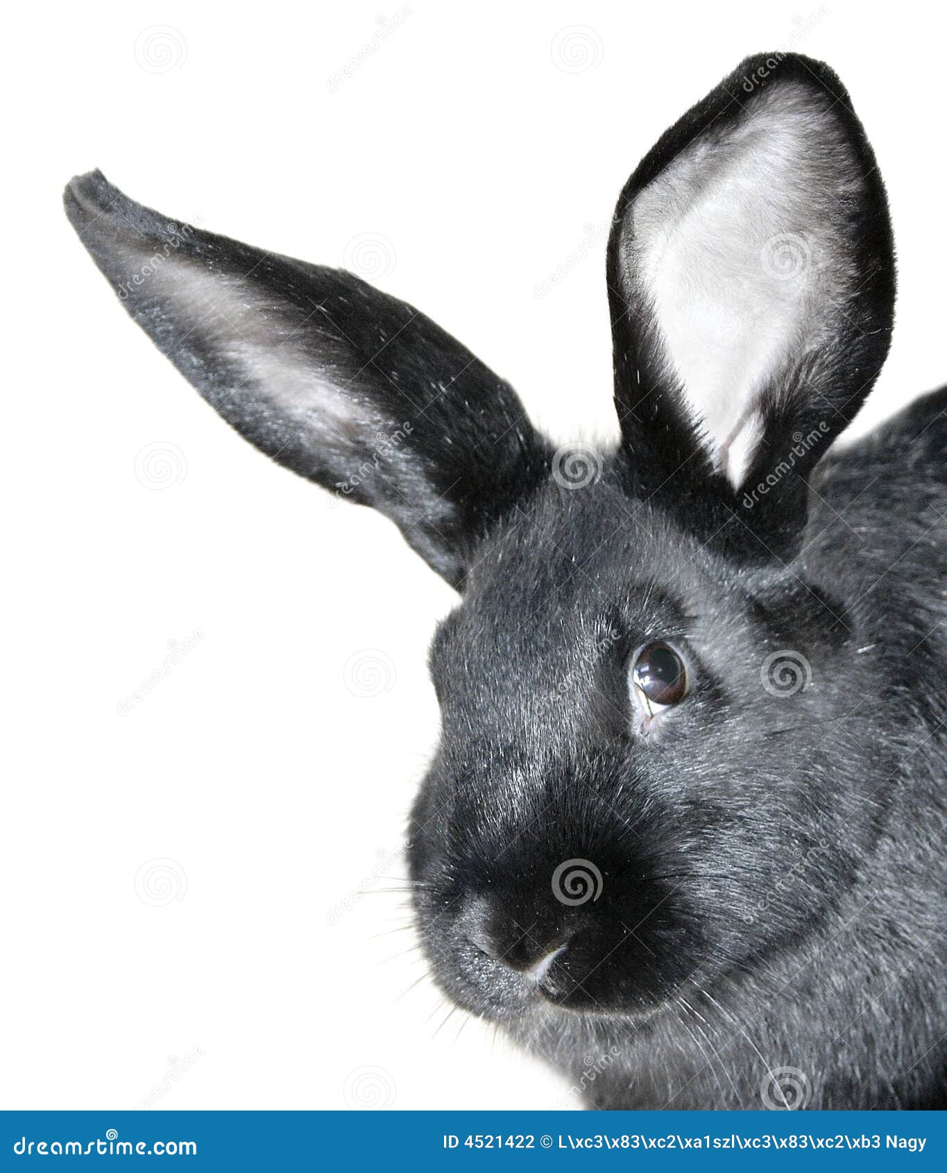 Black rabbit portrait stock photo. Image of vertebrate - 4521422