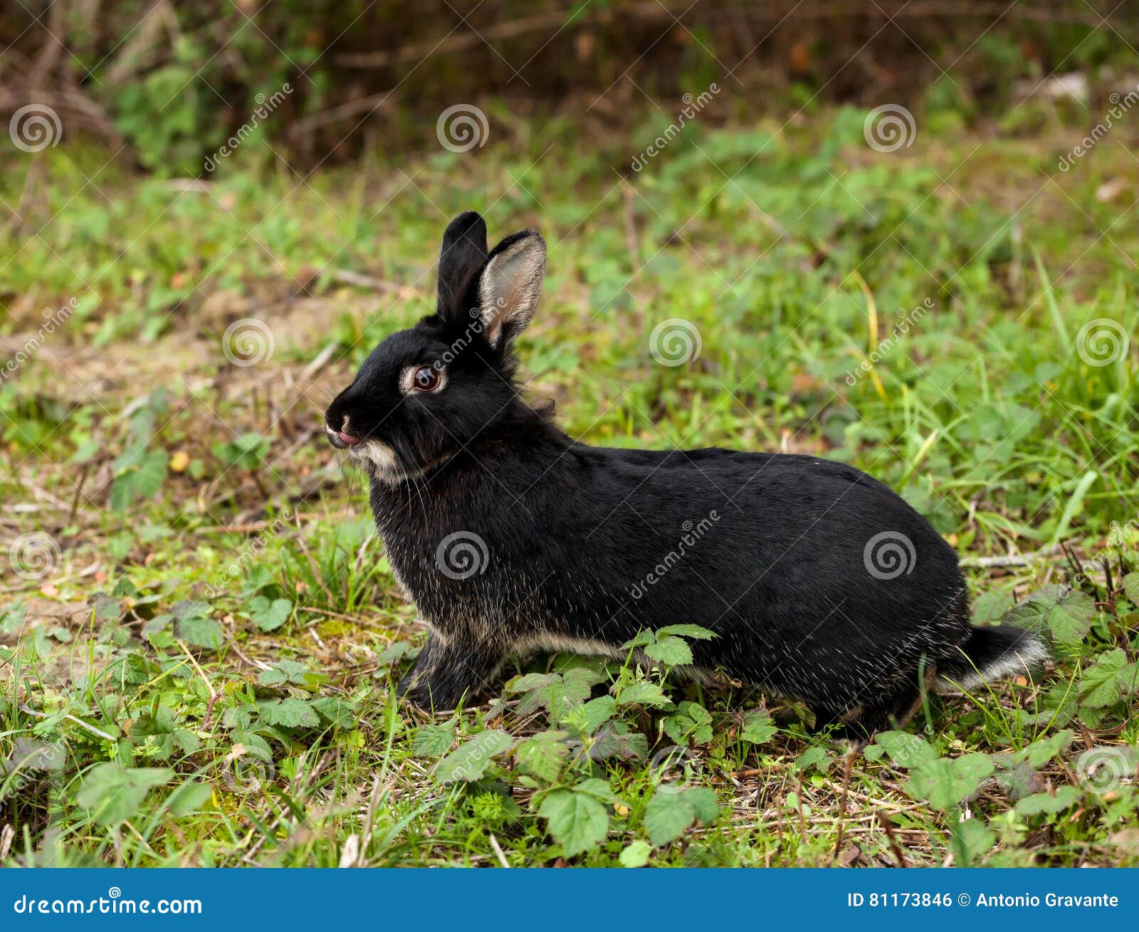 Rabbit In The Forest Tied Up With A Rope Ghibli Style Royalty-Free ...