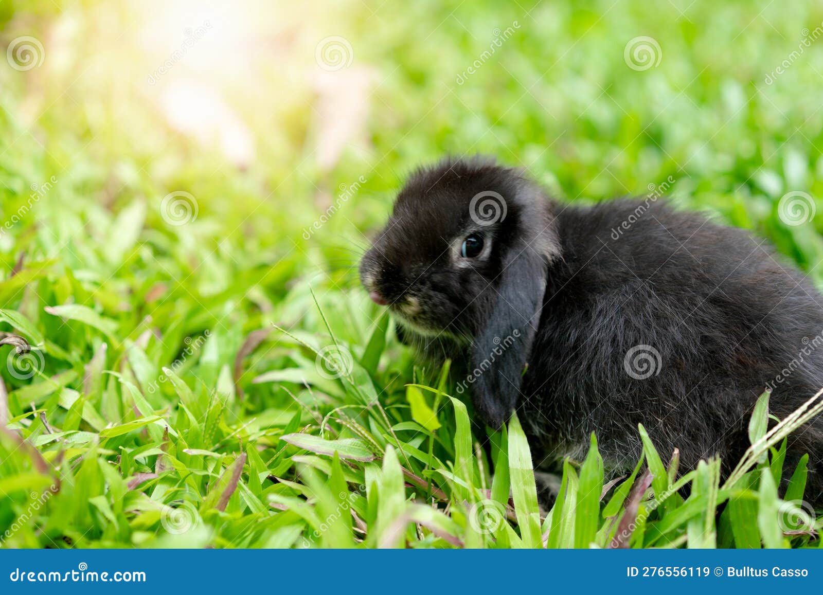 A Black Rabbit is Running in the Green Grass Stock Image - Image of ...