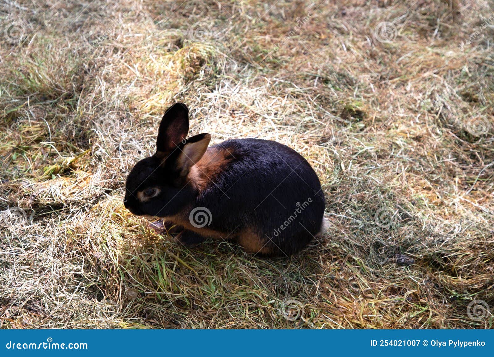 A Black Rabbit Sits on a Lawn and Eats Grass in the Daylight. Front ...