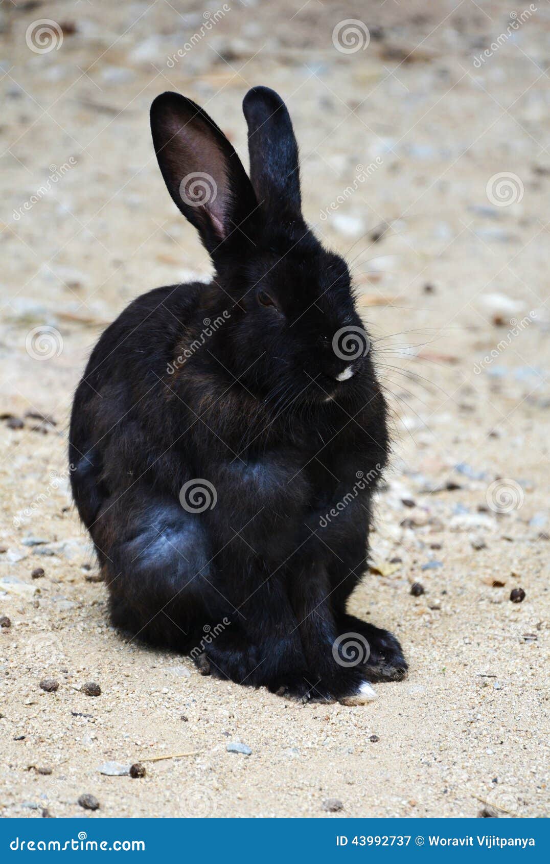 Black Rabbit stock image. Image of mammals, brown, eating - 43992737