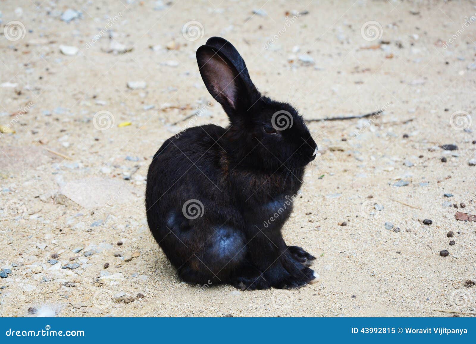 Black Rabbit stock image. Image of black, mammals, brown - 43992815