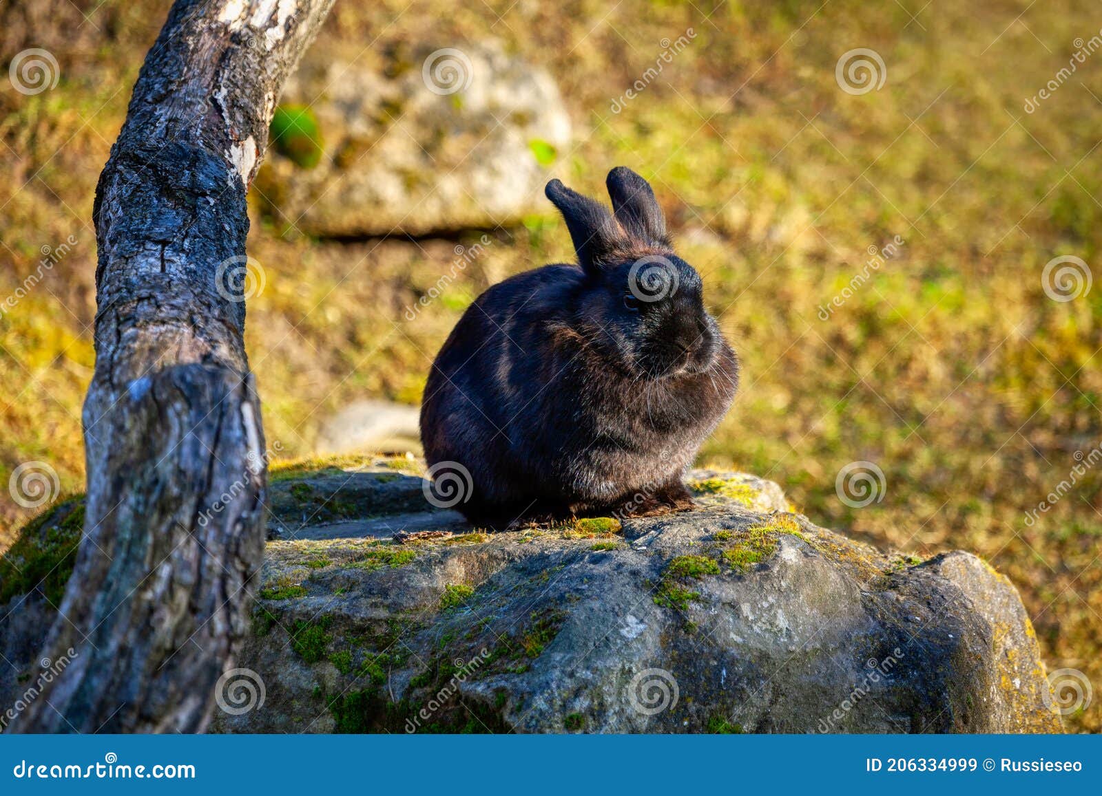 Black Rabbit Standing on the Stone Stock Image - Image of farm ...