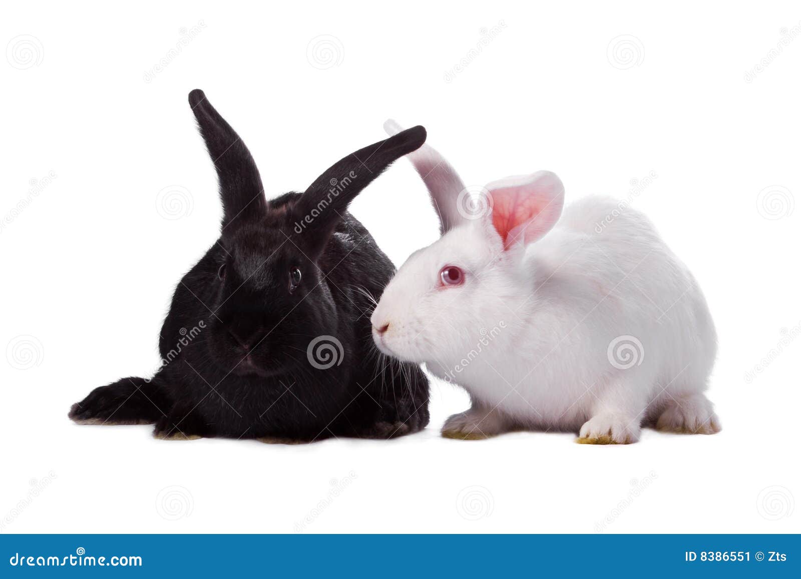 Black Rabbit and White Rabbit Isolated Stock Image - Image of furry ...