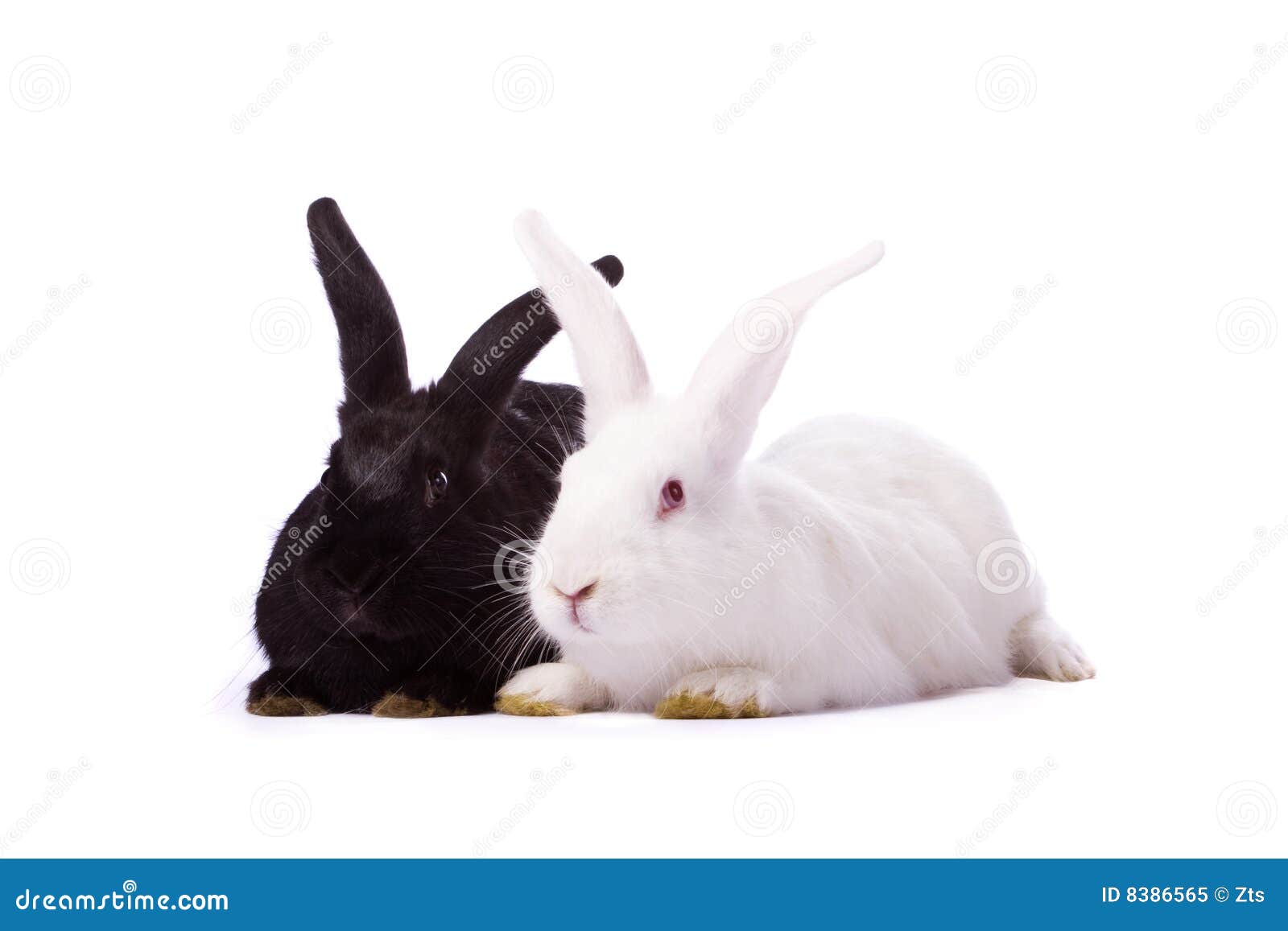 Black Rabbit And White Rabbit Isolated Royalty Free Stock Photo - Image ...