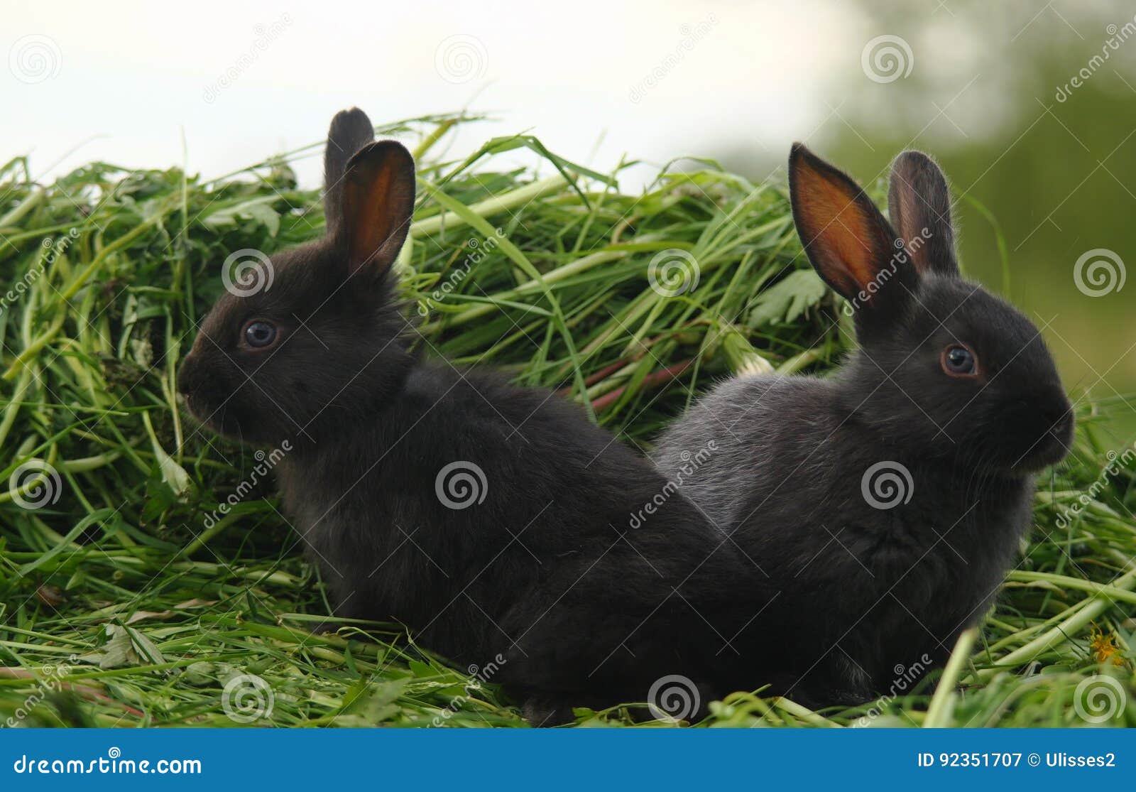 Black Rabbits on Green Grass Stock Image - Image of color, black: 92351707