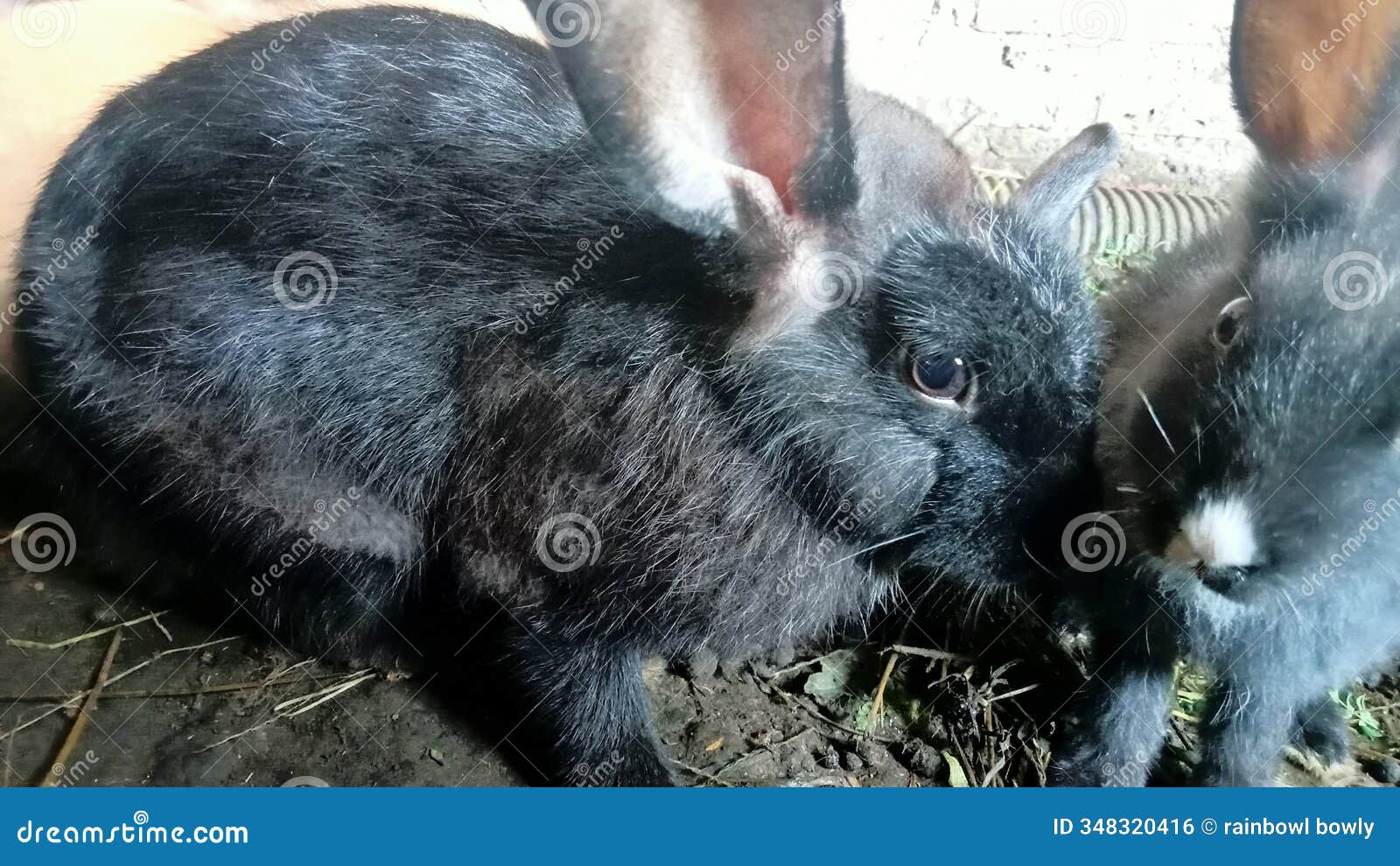 Two Black Rabbits Sit With Confetti Isolated On White Background. Hare ...
