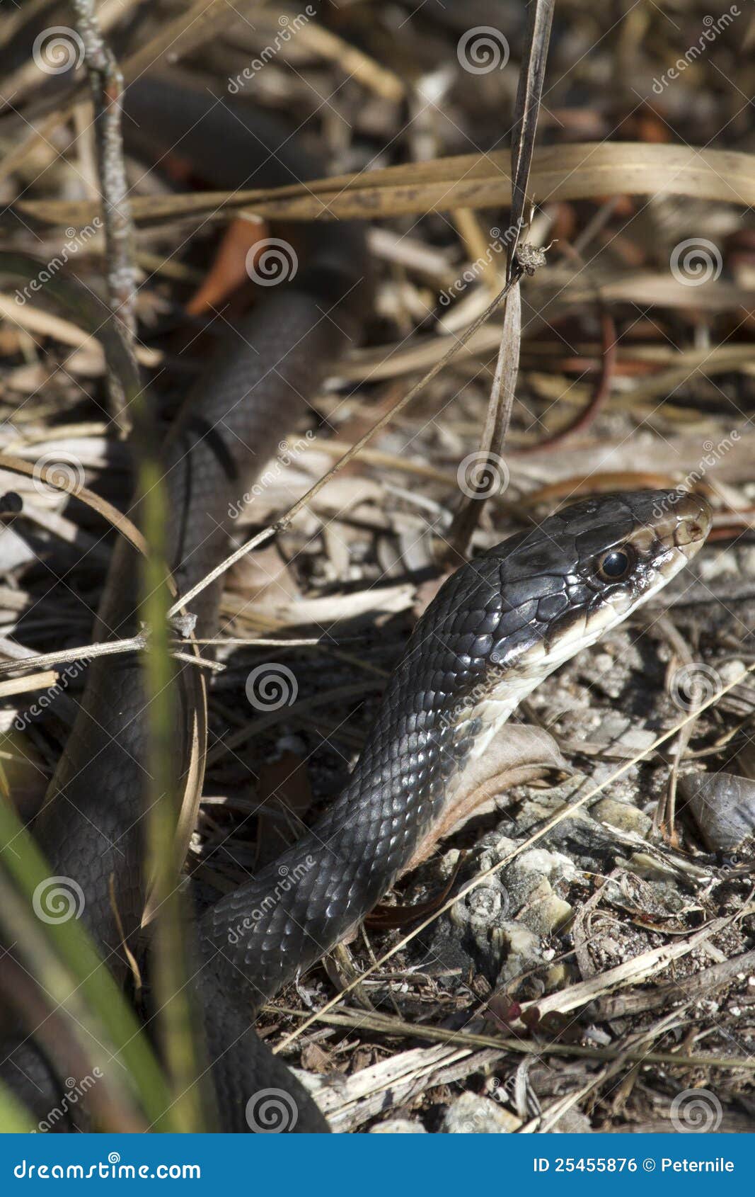 Black Racer stock photo. Image of snake, wildlife, dangerous - 25455876