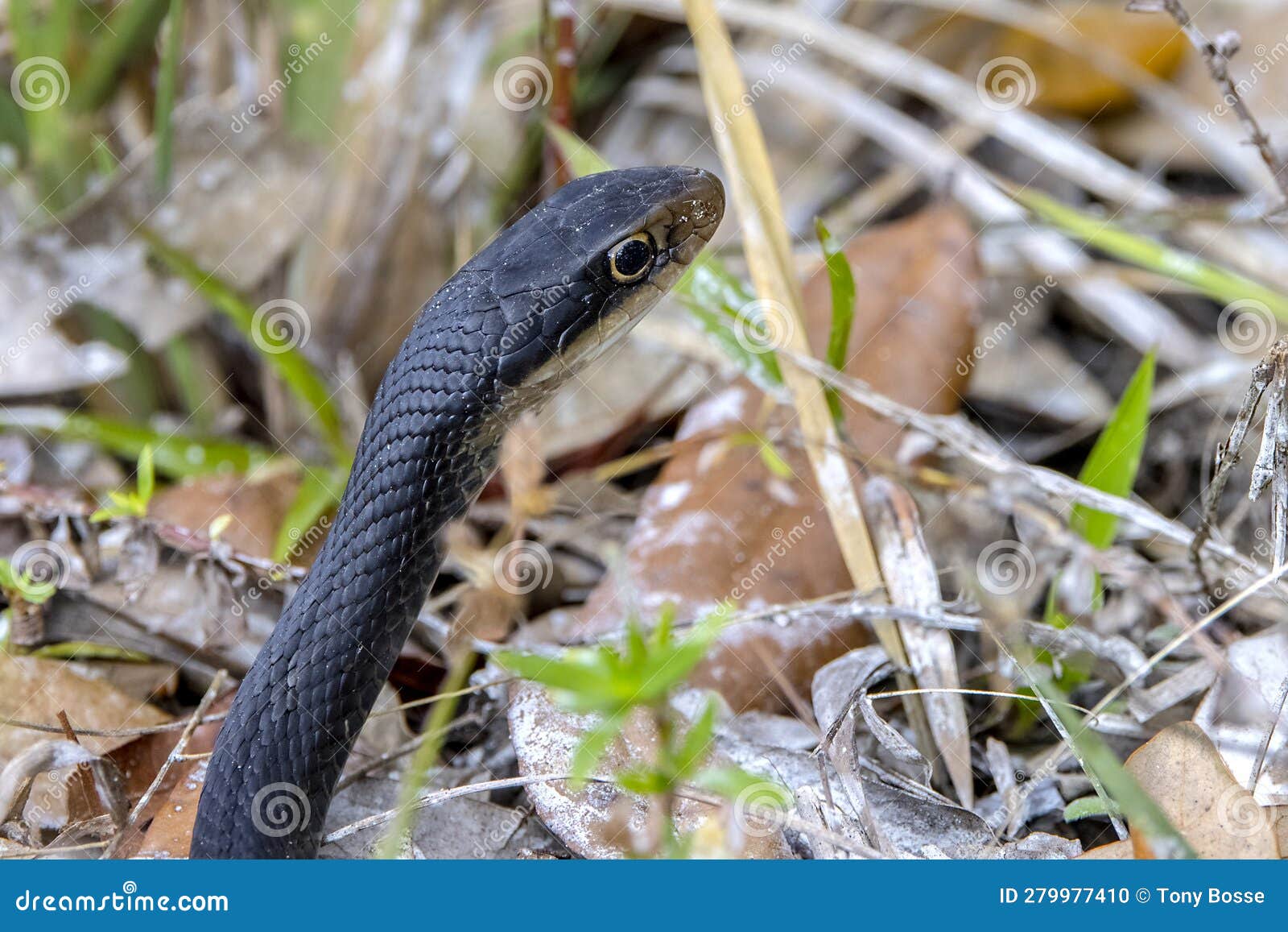 Black Racer Snake Closeup stock photo. Image of predator - 279977410