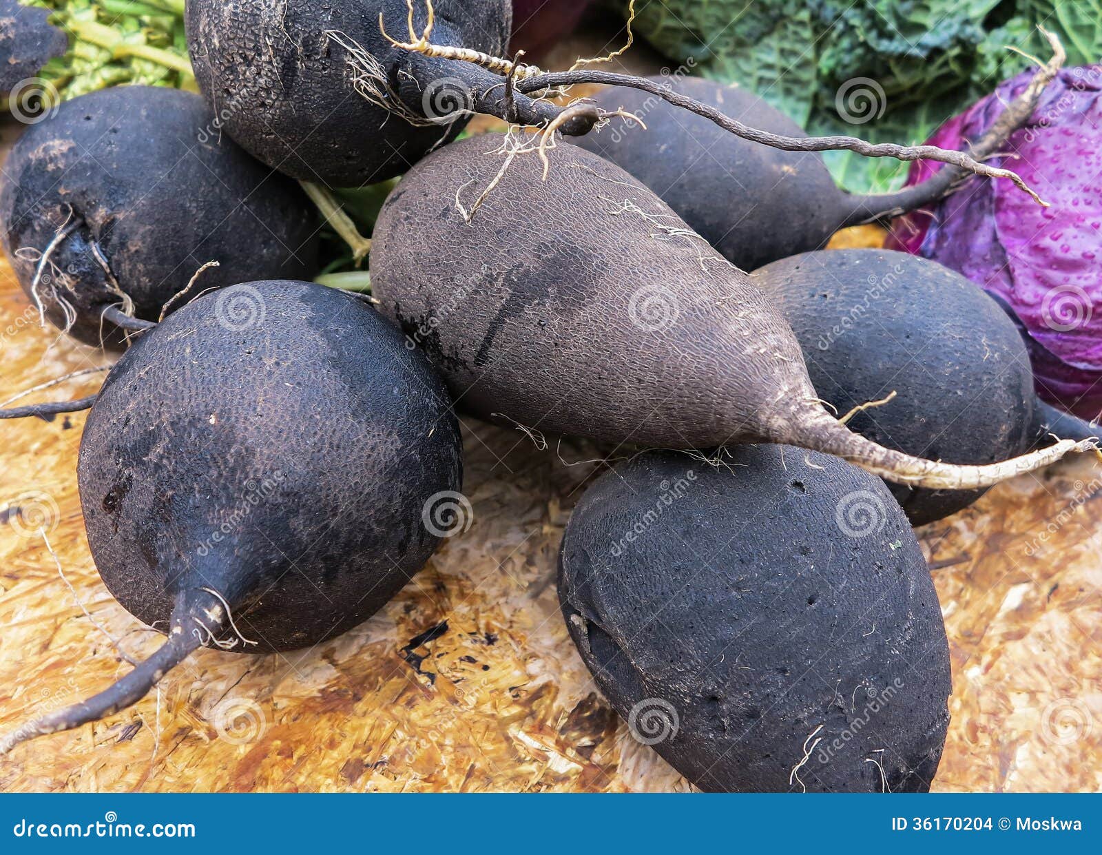 Black radish stock photo. Image of ecological, plant - 36170204