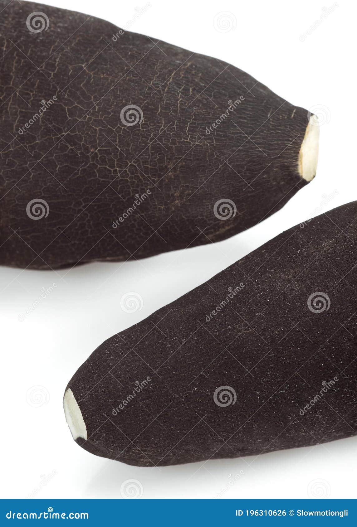 Black Radish, Raphanus Sativus Niger, Against White Background Stock ...